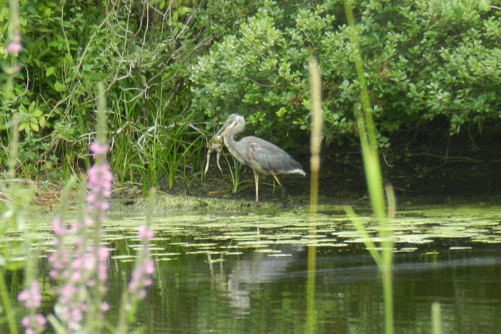 September 2022 Wildlife Column: Late Summer Flora and Fauna - Lincoln ...