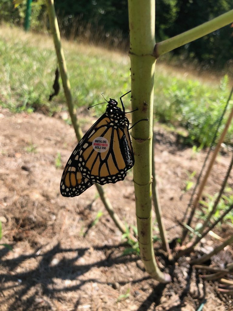 September 2022 Wildlife Column: Late Summer Flora and Fauna - Lincoln ...
