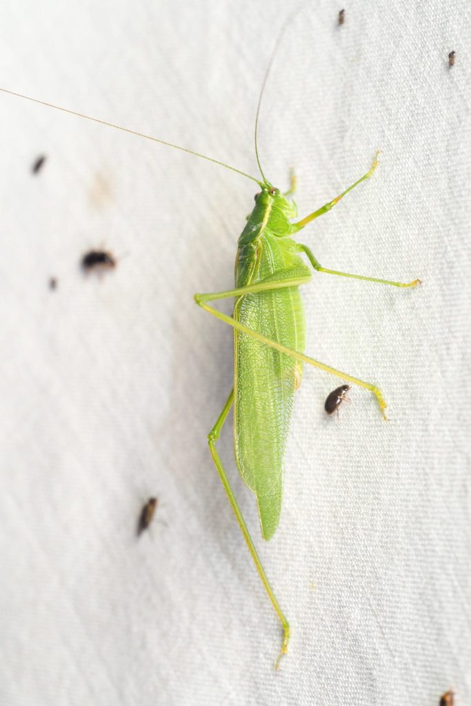 September 2022 Wildlife Column: Late Summer Flora and Fauna - Lincoln ...