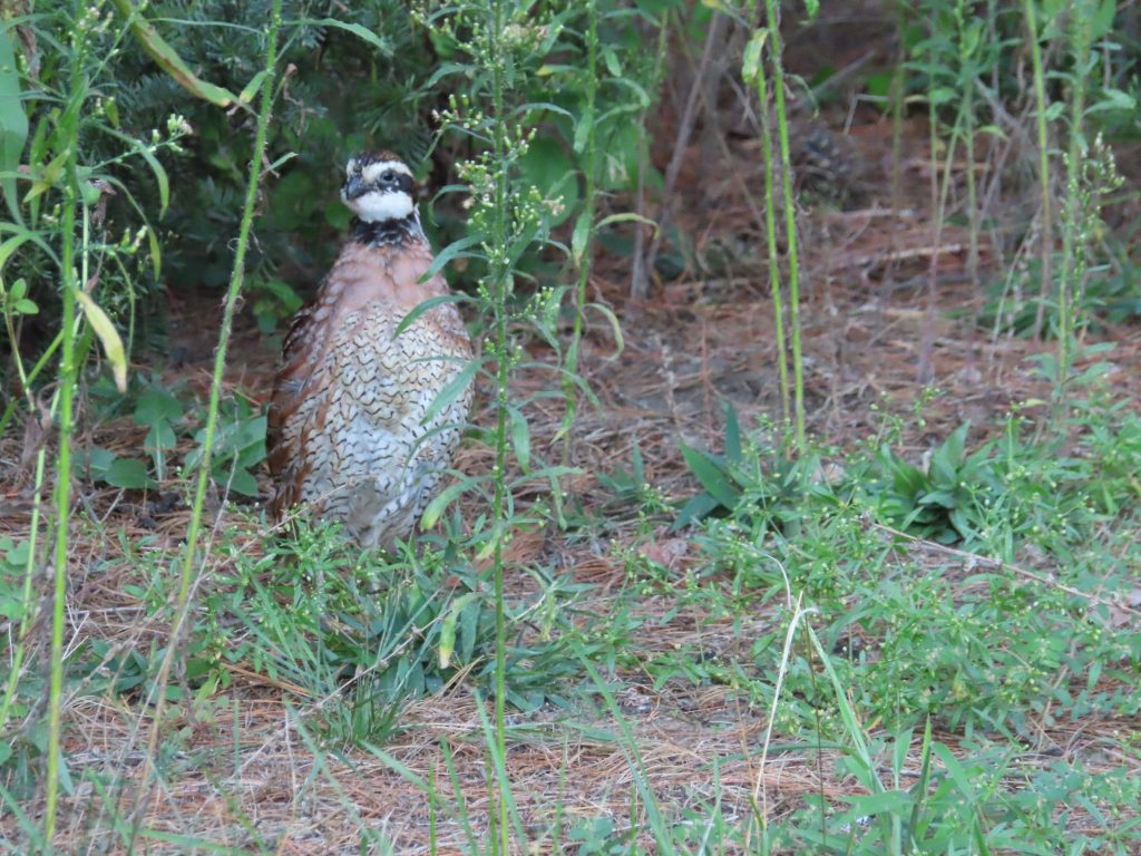 September 2022 Wildlife Column: Late Summer Flora and Fauna - Lincoln ...