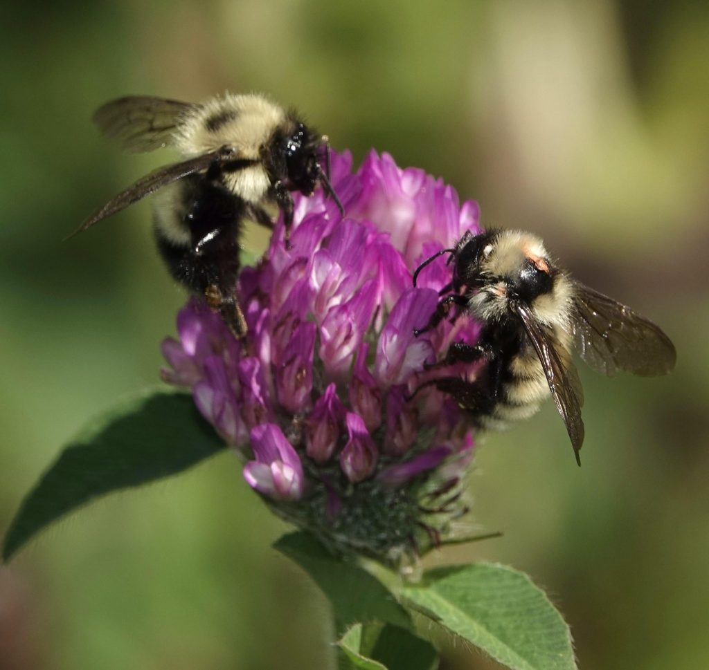 September 2022 Wildlife Column: Late Summer Flora and Fauna - Lincoln ...