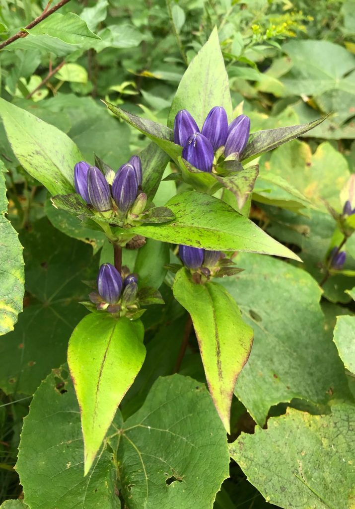 September 2022 Wildlife Column: Late Summer Flora and Fauna - Lincoln ...